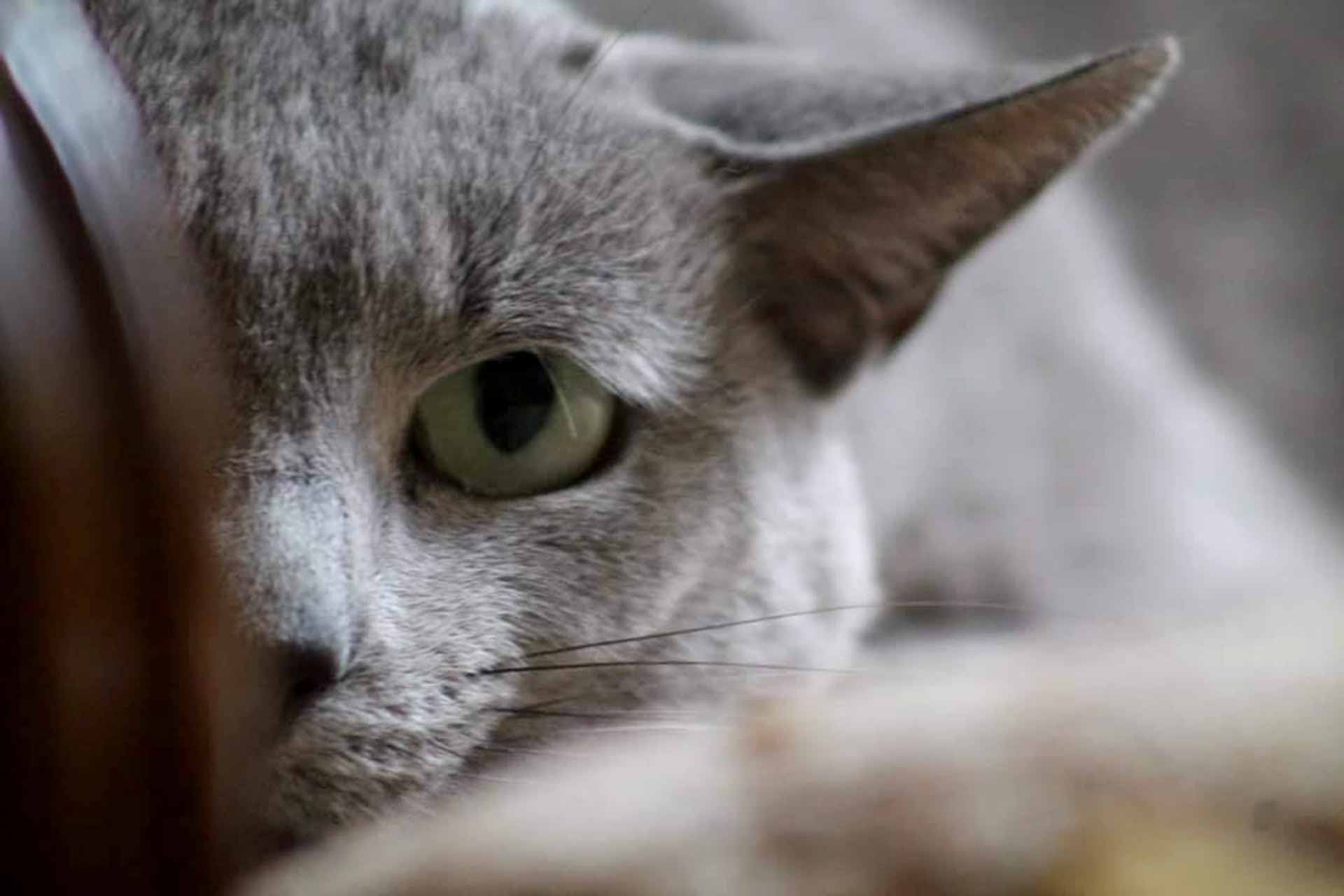 Gato Azul Ruso – Blue Blood · Gatería Familiar de Ruso Azul